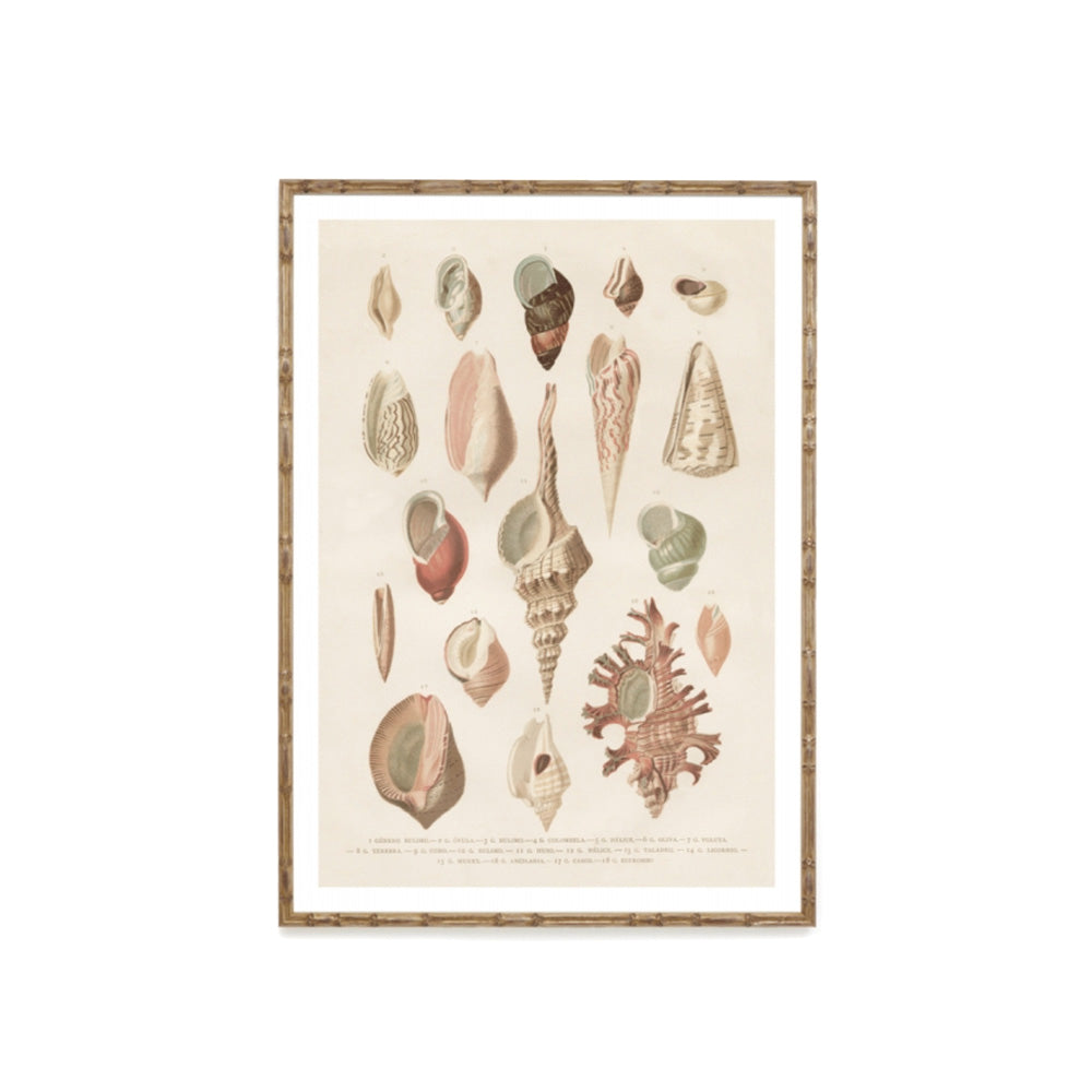 Coastal Trinkets I Natural Wall Art | Pepperwhites by Tara Dennis