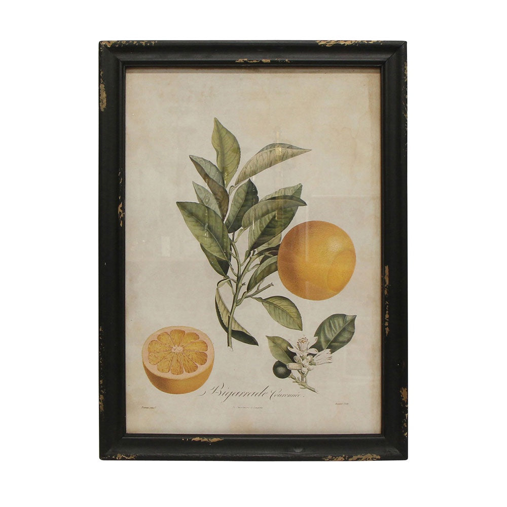 Grapefruit Botanical Wall Art – Pepperwhites by Tara Dennis
